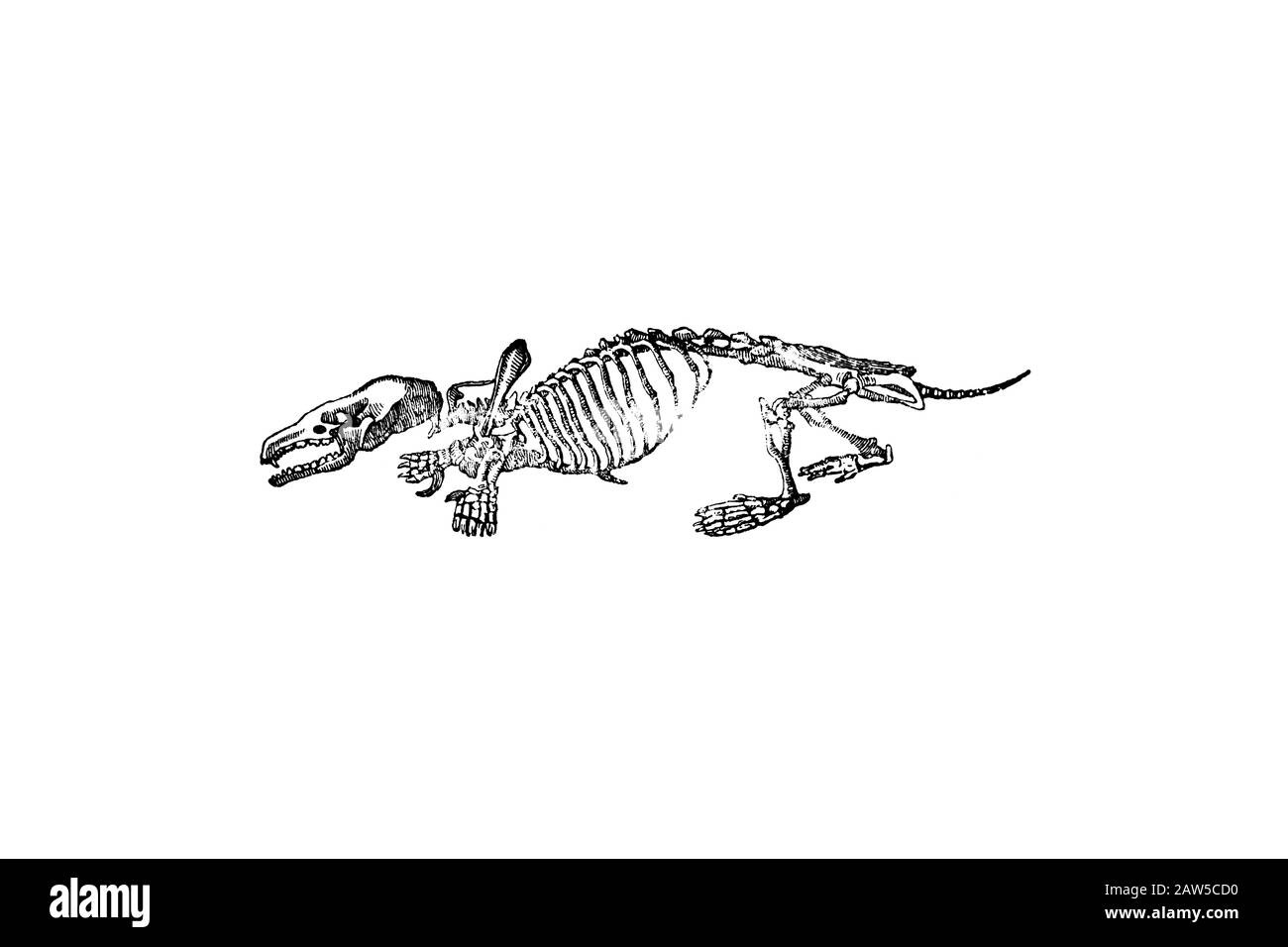 Talpa, European mole Skeleton - Vintage Engraved Illustration 1889 ...