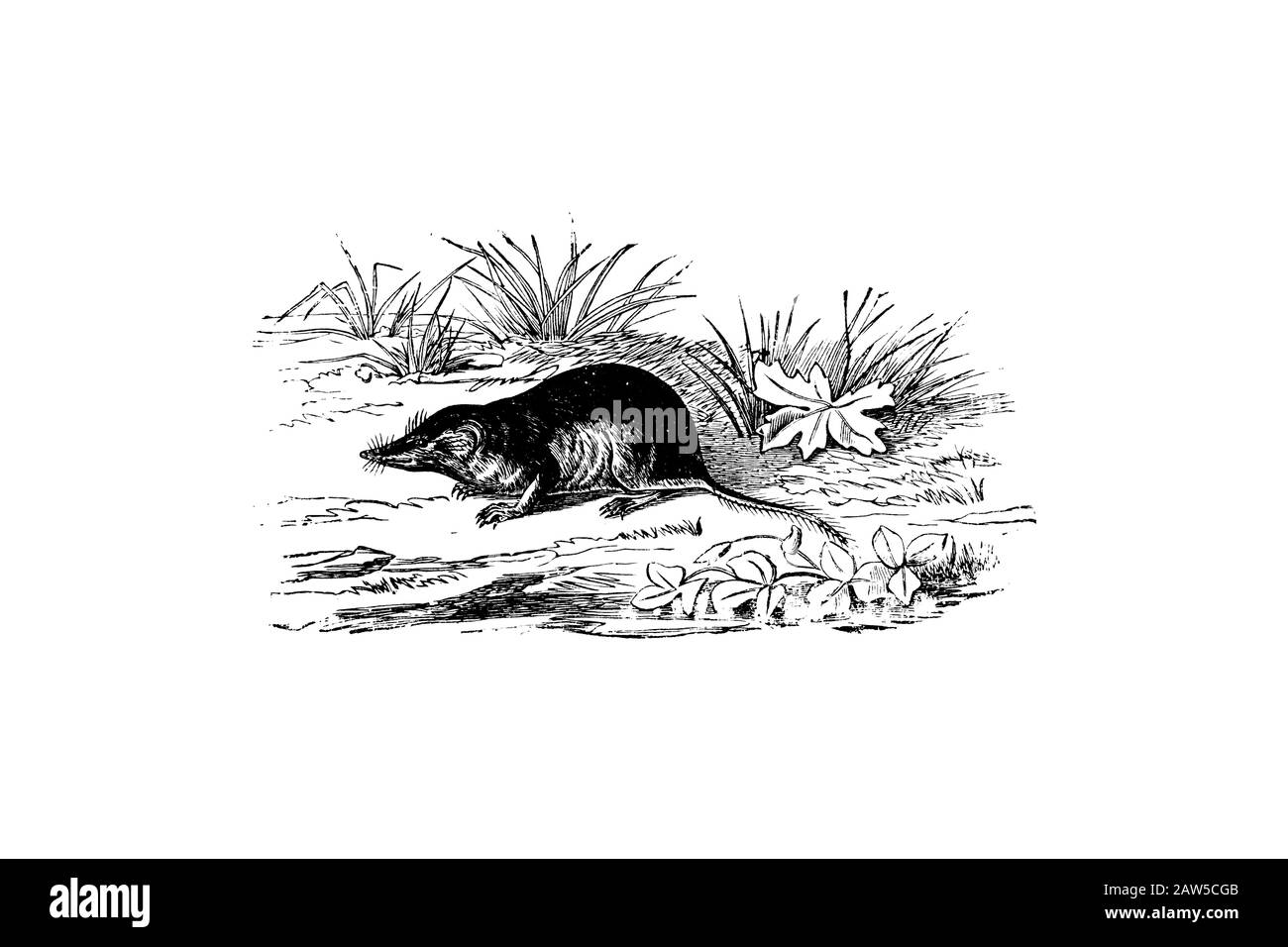 Shrew (family Soricidae) - Vintage Engraved Illustration 1889 Stock ...