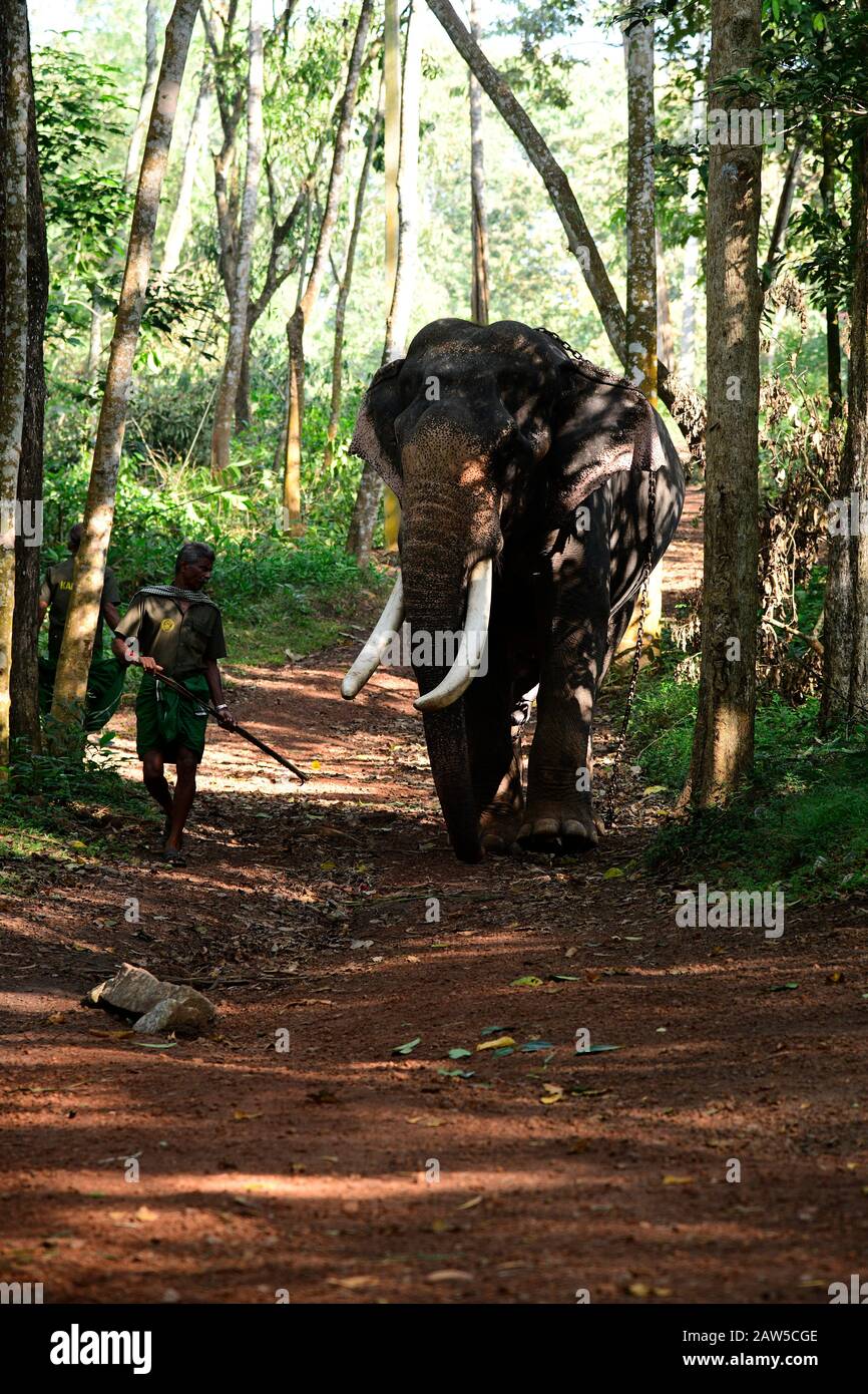 The Elephant Rehabilitation Centre is a care and cure home for ...