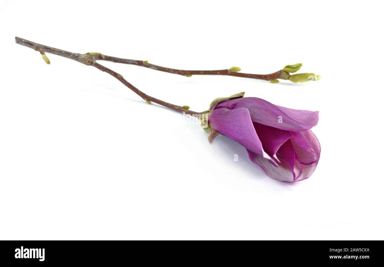 magnolia flower isolated on white background Stock Photo - Alamy
