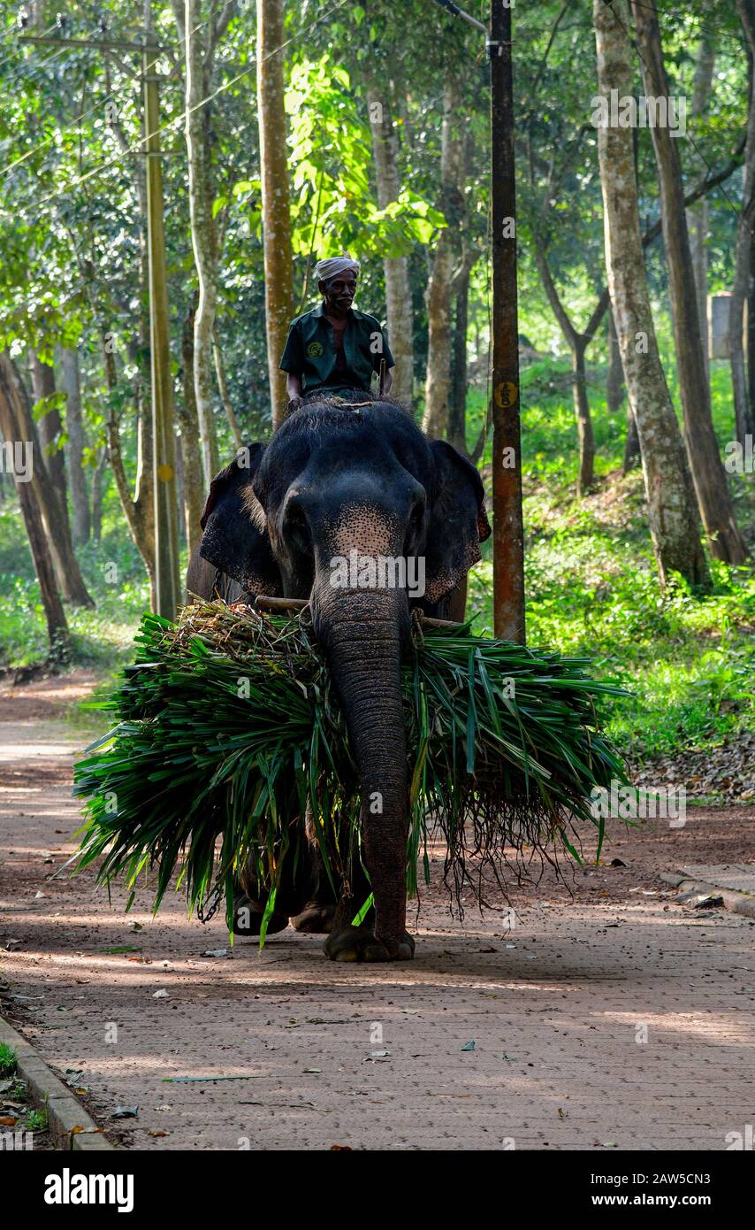 Kottoor elephant rehabilitation centre hi-res stock photography and ...