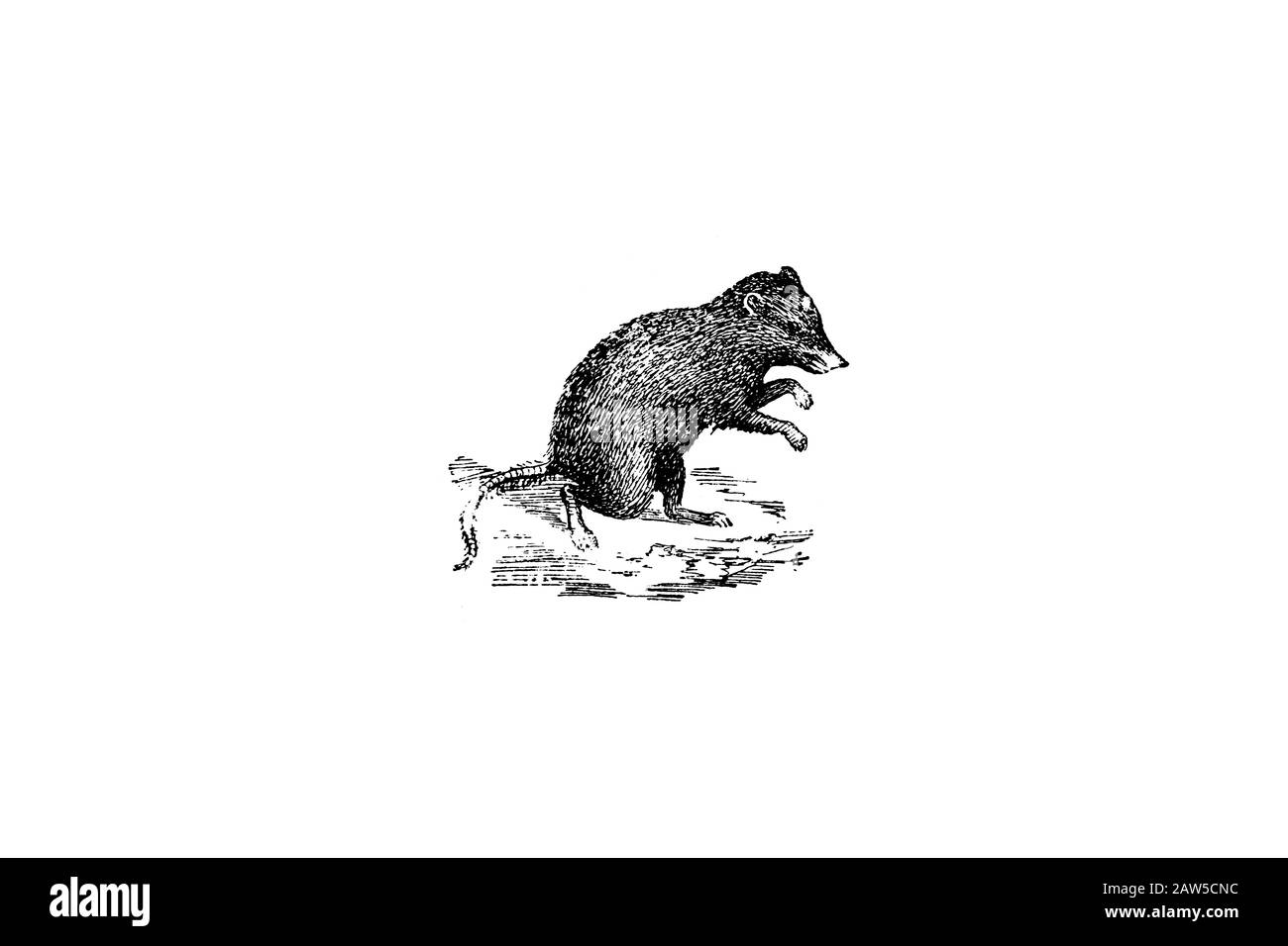 Etruscan Shrew (Suncus Etruscus) - Vintage Engraved Illustration 1889 ...