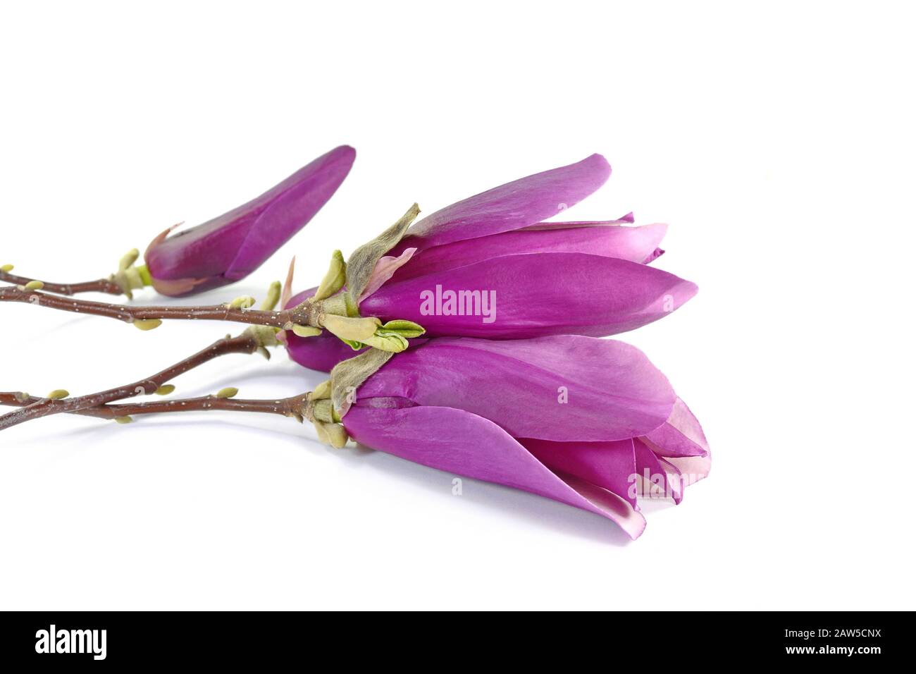 magnolia flower isolated on white background Stock Photo - Alamy