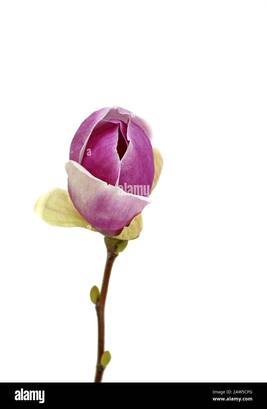 magnolia flower isolated on white background Stock Photo - Alamy
