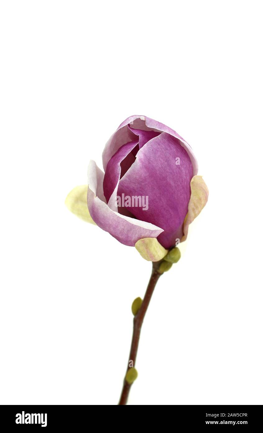 magnolia flower isolated on white background Stock Photo - Alamy
