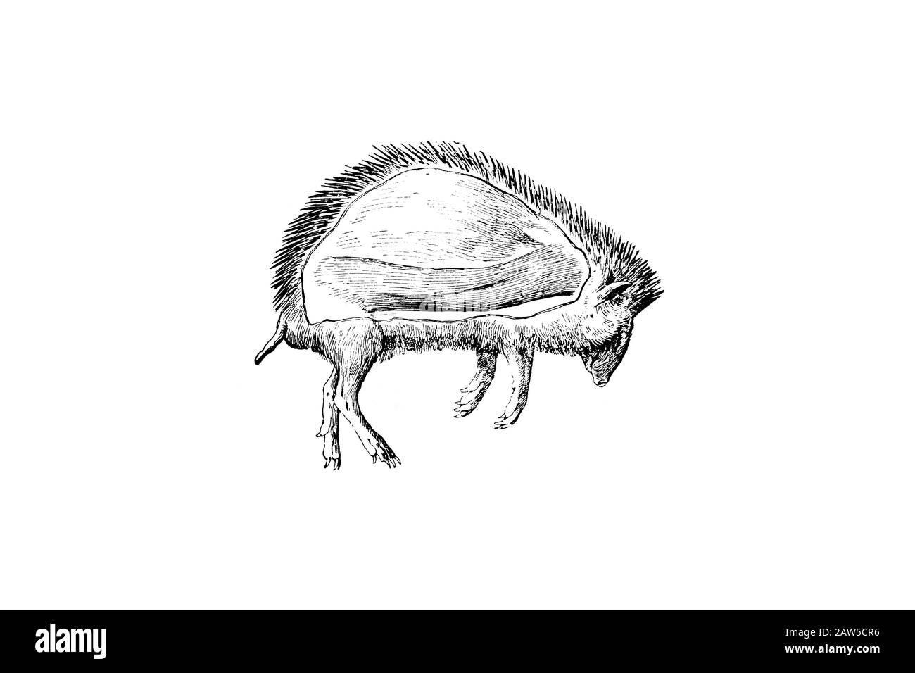 Skinned Hedgehog (muscle anatomy) - Vintage Engraved Illustration 1889 ...