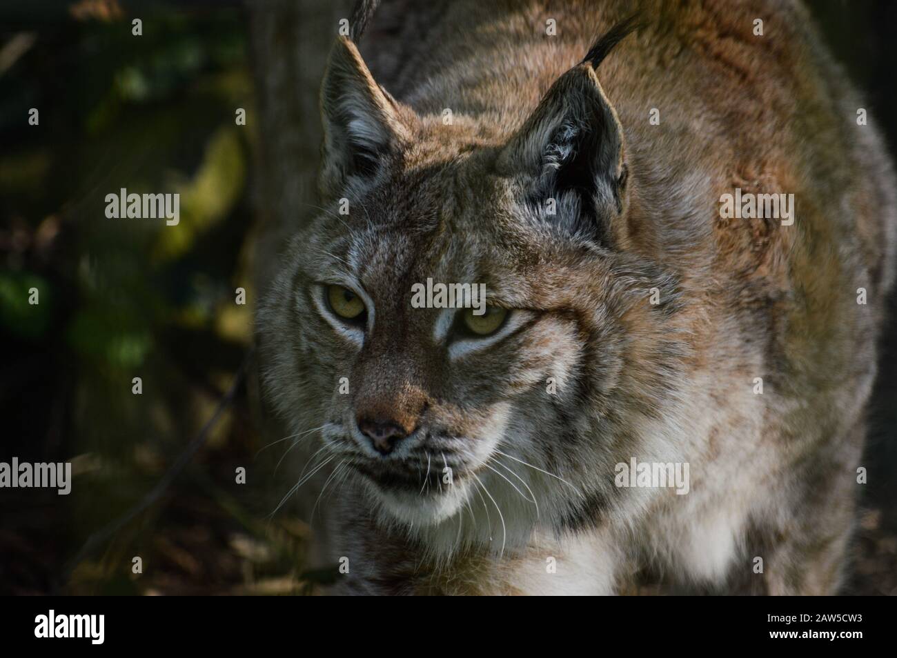 European lynx hunt hi-res stock photography and images - Alamy