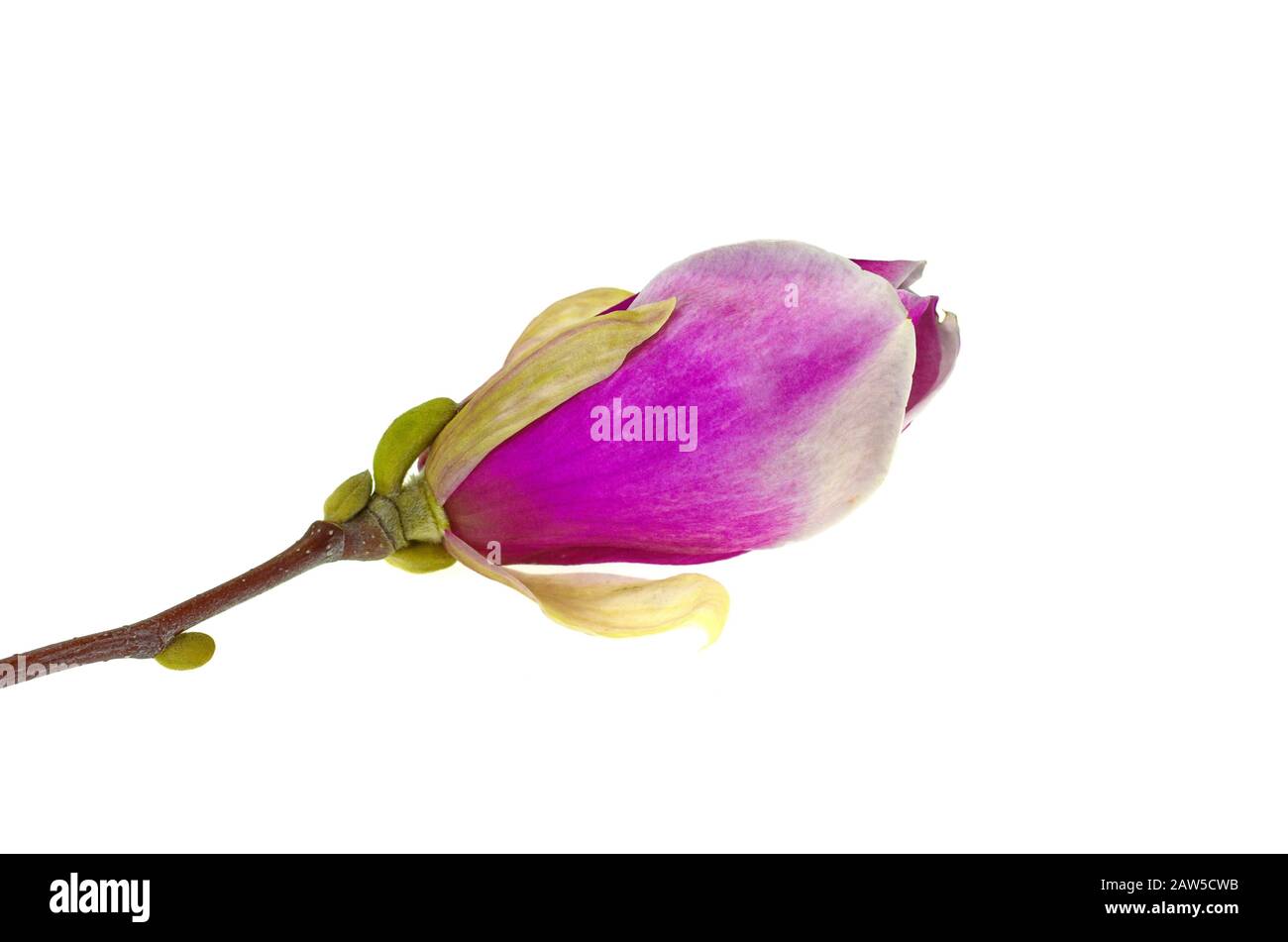 magnolia flower isolated on white background Stock Photo - Alamy