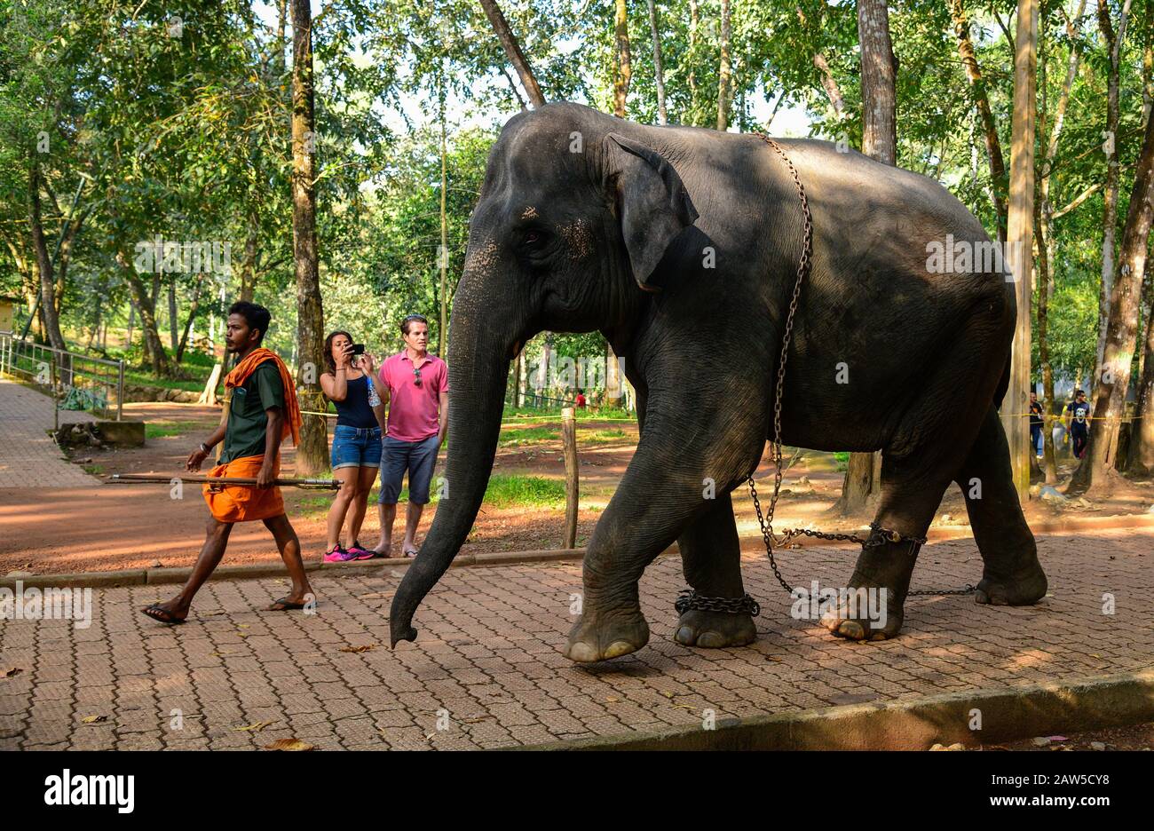 The Elephant Rehabilitation Centre is a care and cure home for ...
