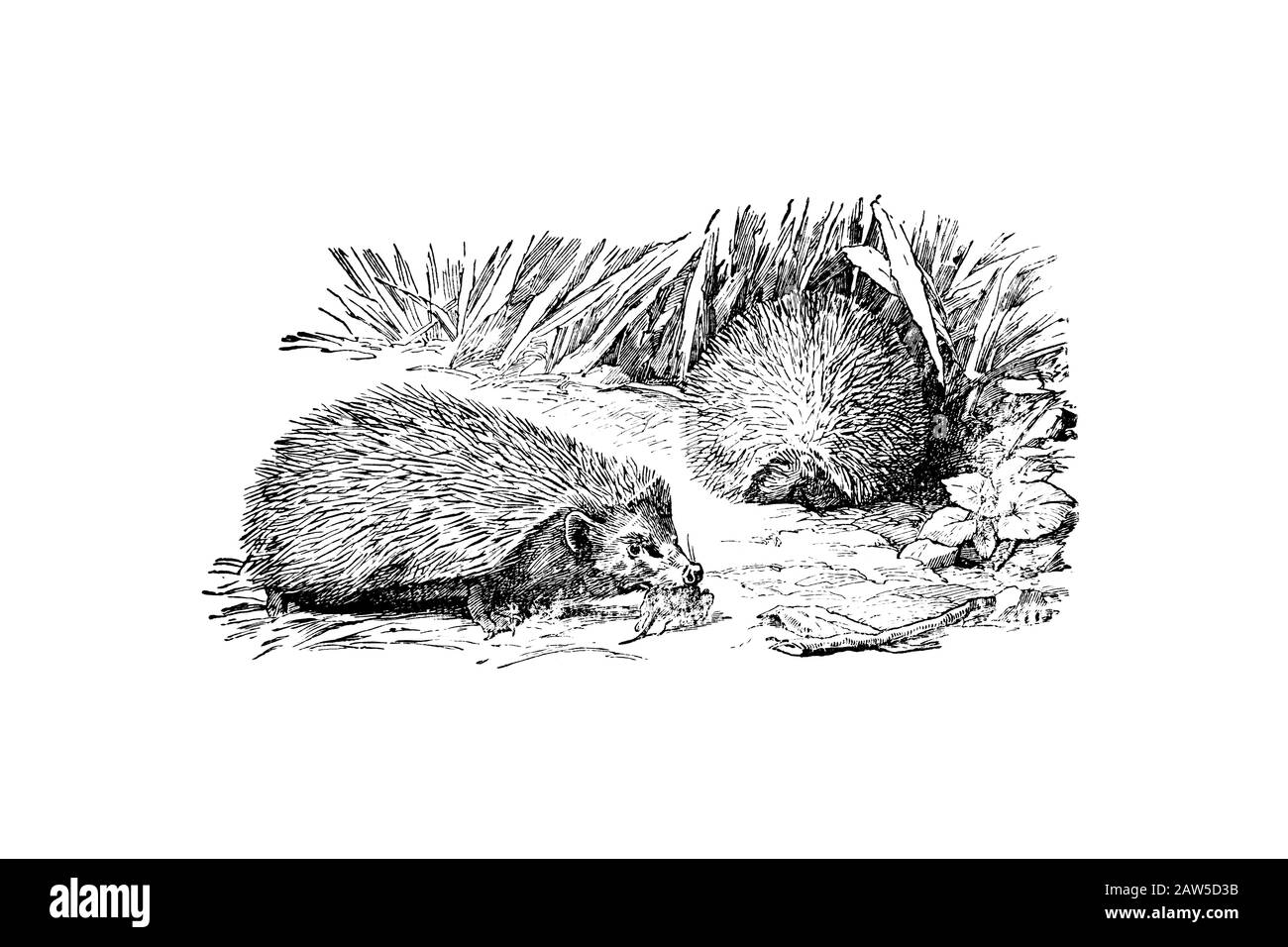Hedgehog - Vintage Engraved Illustration 1889 Stock Photo - Alamy