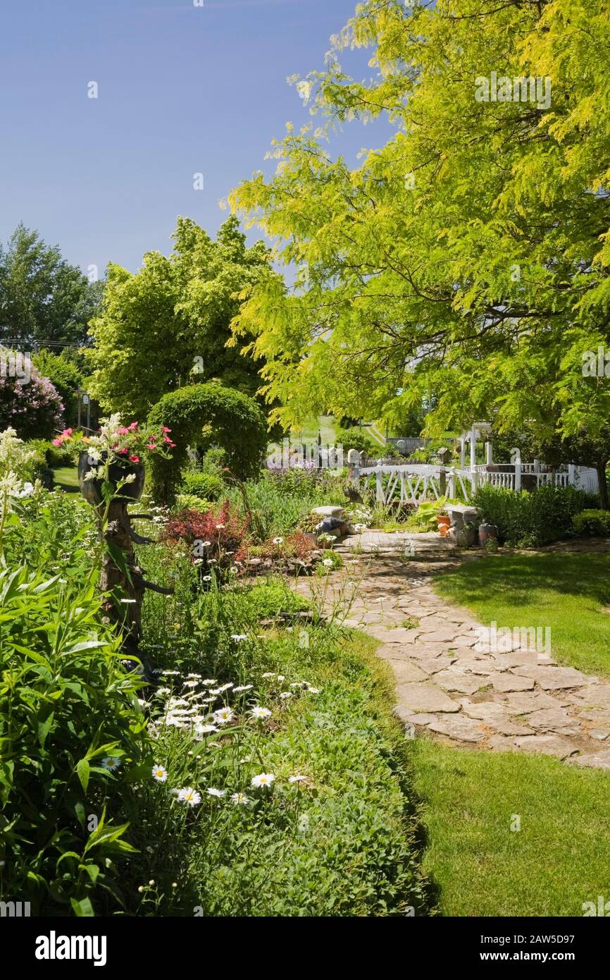 Border with white Bellis perennis - Daisy flowers and flagstone path in ...
