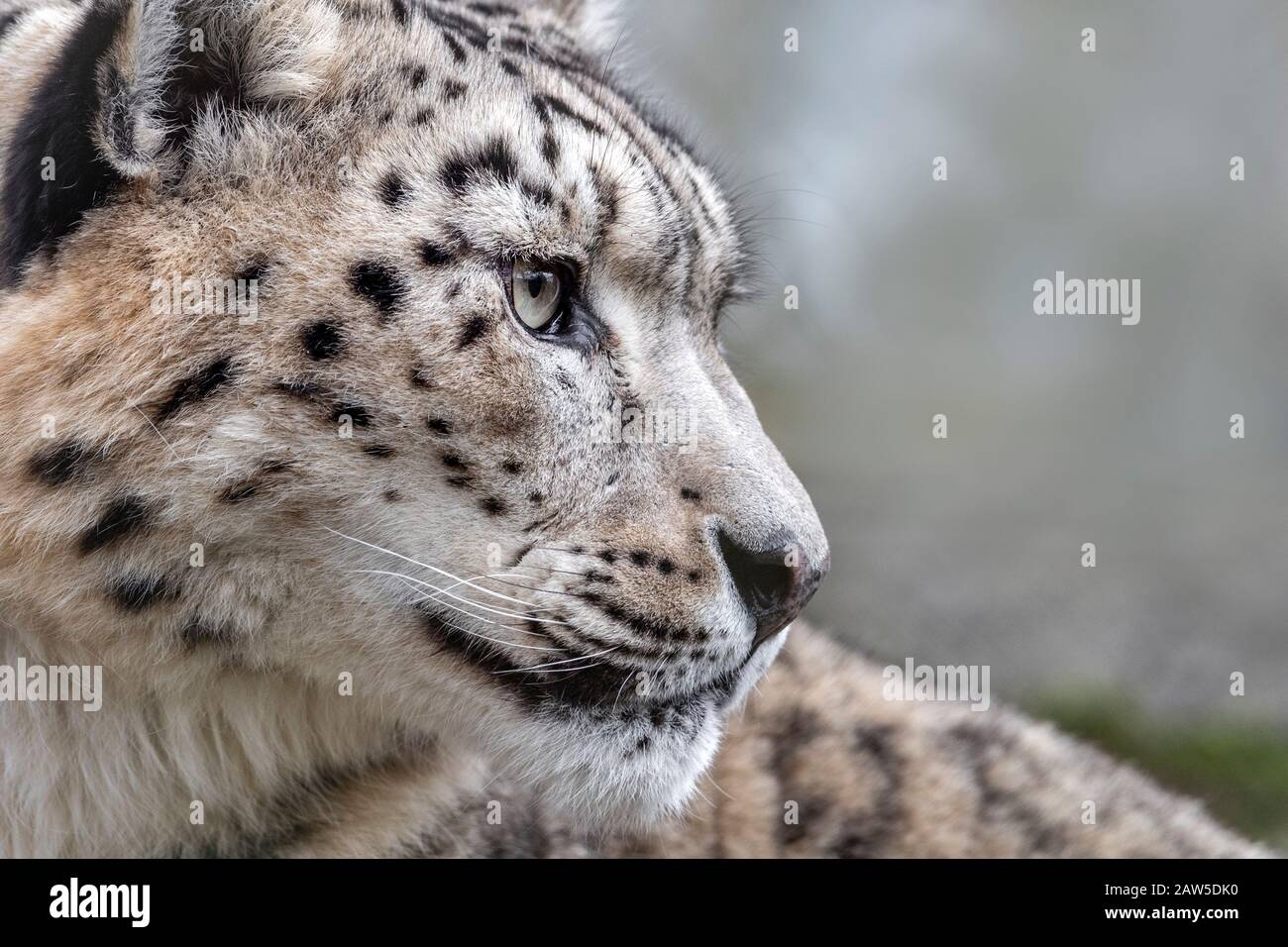 Female snow leopard (Panthera uncia), profile Stock Photo - Alamy