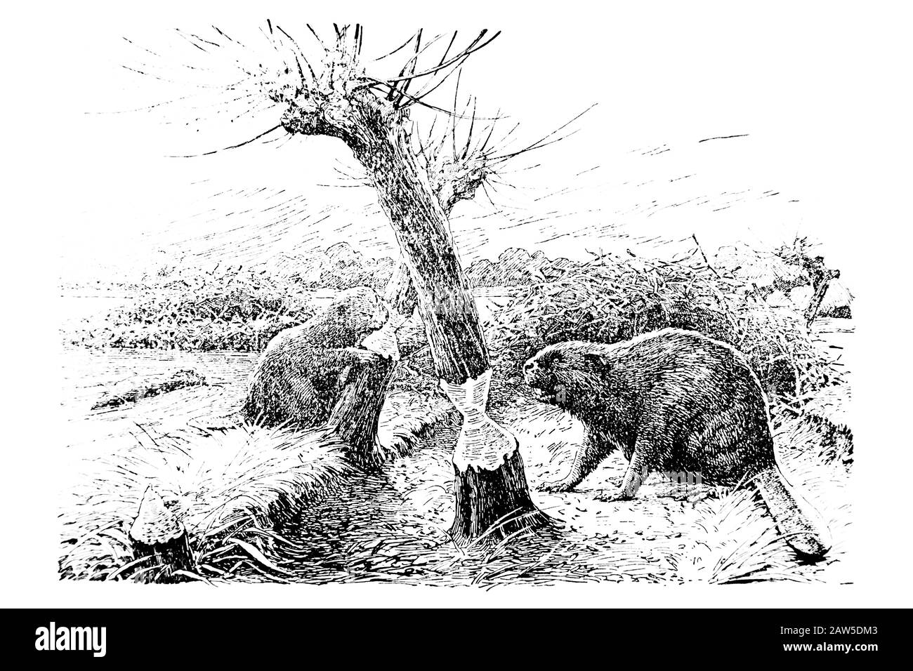 Castor fiber portrait Black and White Stock Photos & Images - Alamy