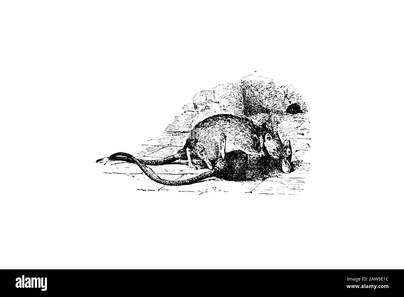 Mouse (Mus musculus) and Brown Rat (Mus Decumanus) - Vintage Engraved ...