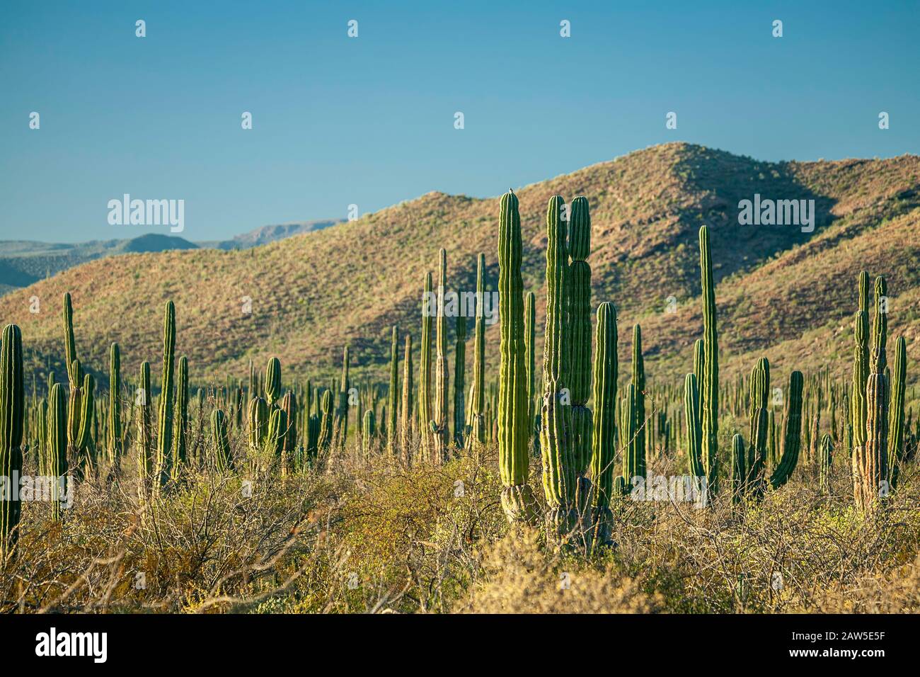 Forest of cardon (Pachycereus) trees and mountains, near Mulege, Baja ...