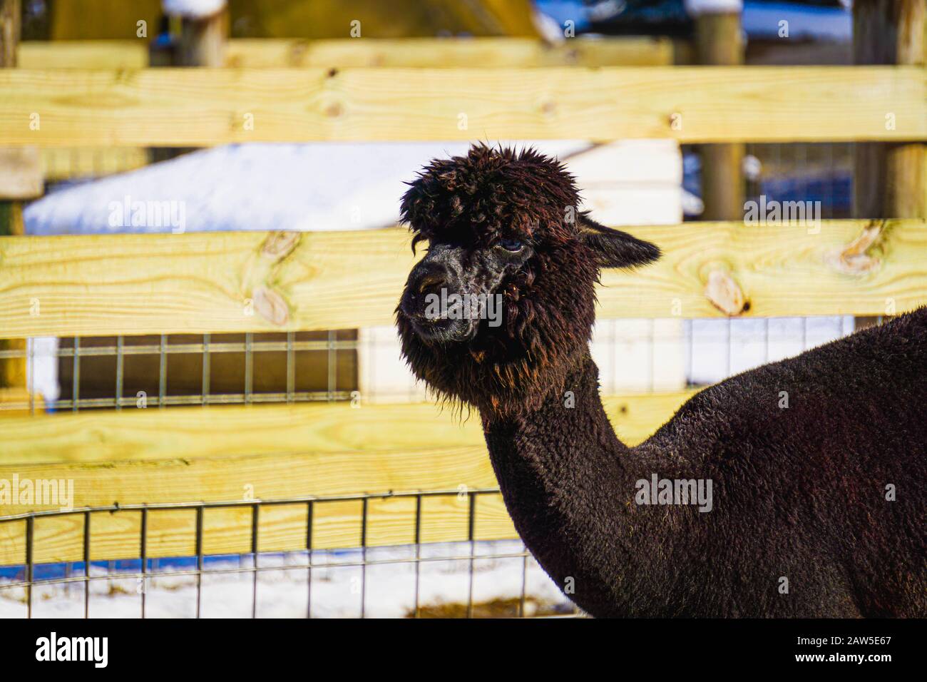 Black alpaca sunny scene Stock Photo - Alamy