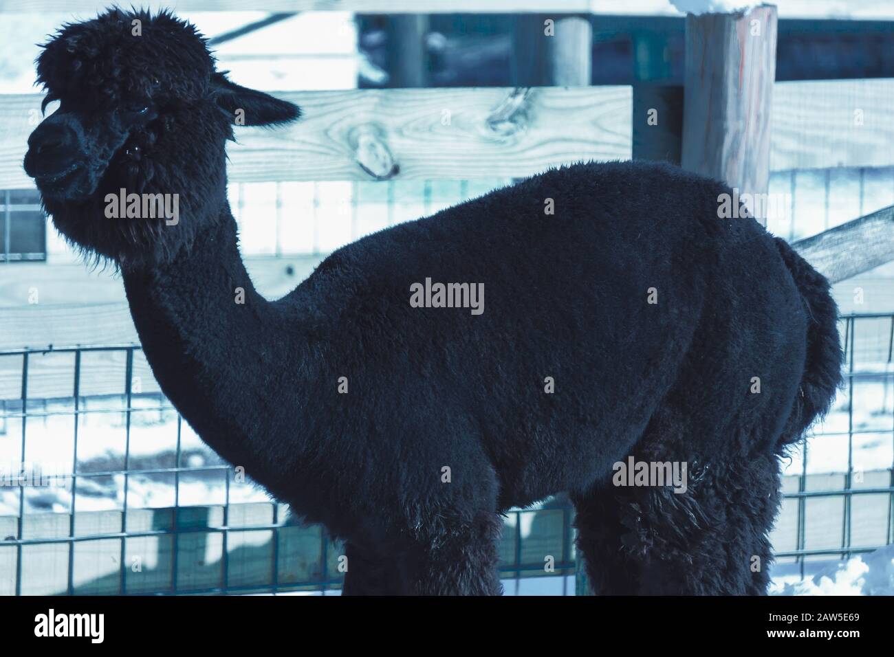 Black Alpaca Side view Stock Photo - Alamy