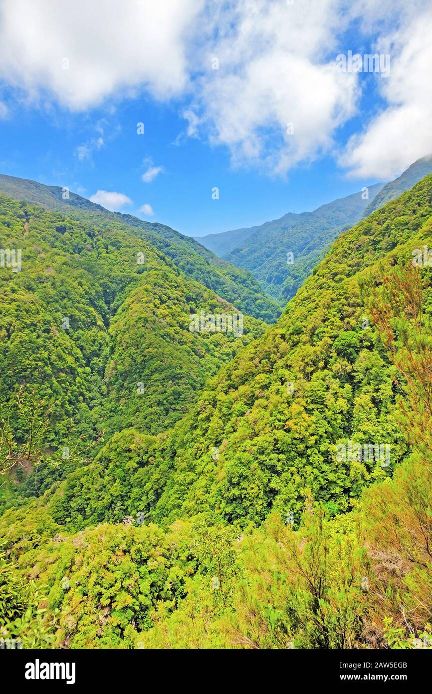 Trees in natural tropical environment Stock Photo - Alamy