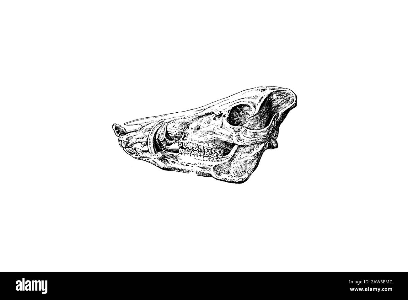 Boar Skull - Vintage Engraved Illustration 1889 Stock Photo - Alamy