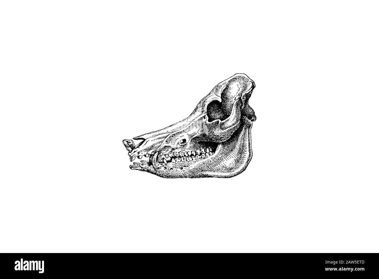 Boar Skull Drawing
