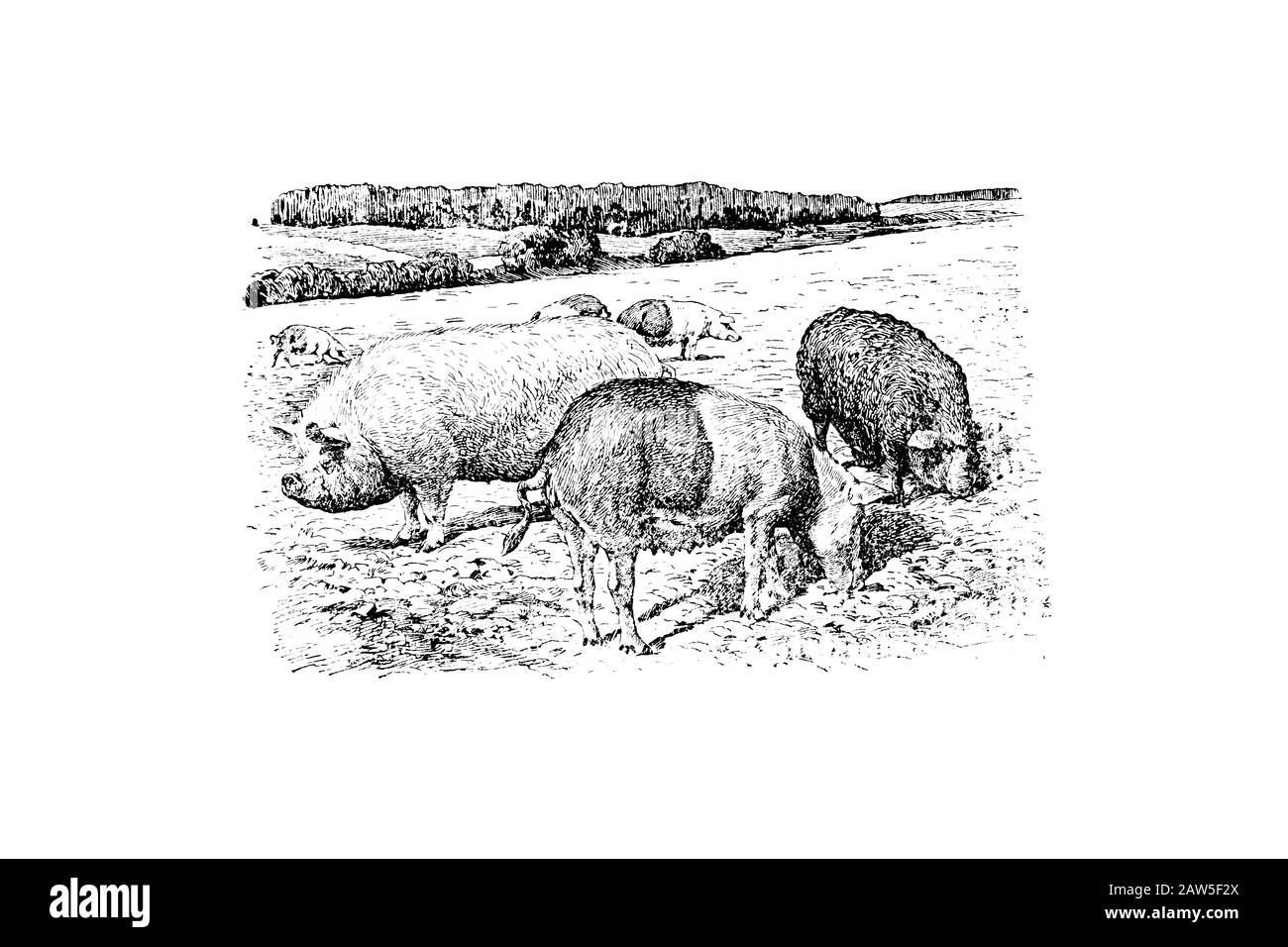 Engraved pigs Black and White Stock Photos & Images - Alamy