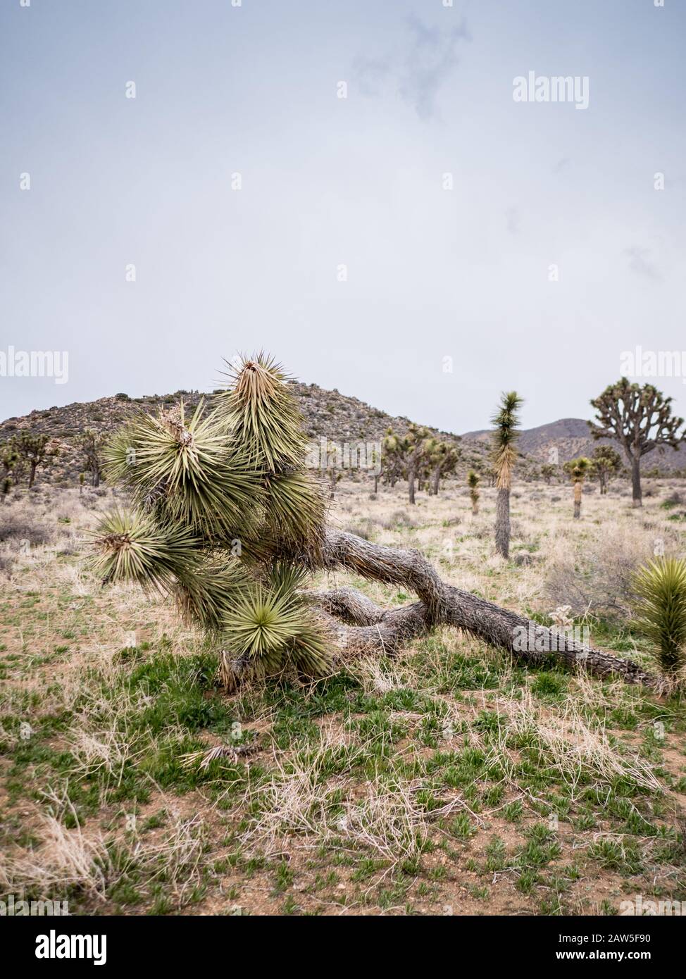 Fallen Joshua Tree in Joshua Tree National Pak Stock Photo - Alamy