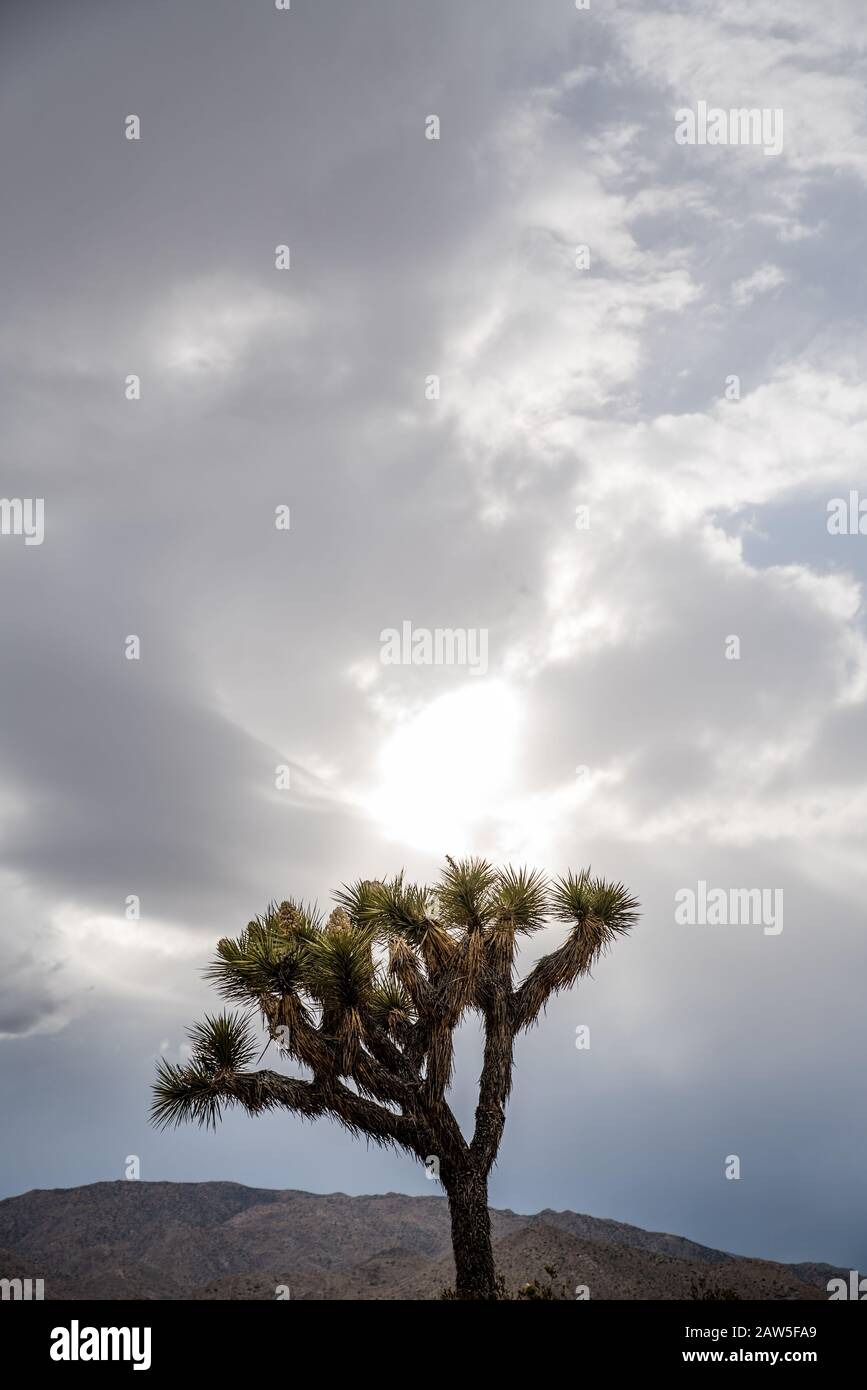 One Joshua tree in front of hill under cloudy sky revealing ray of sun ...