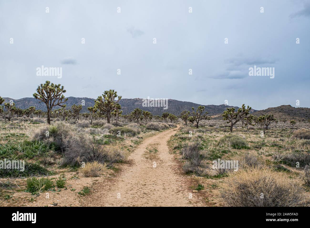 Desert Path High Resolution Stock Photography and Images - Alamy