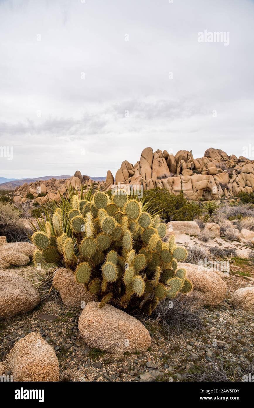 Lone Cactus In The Desert