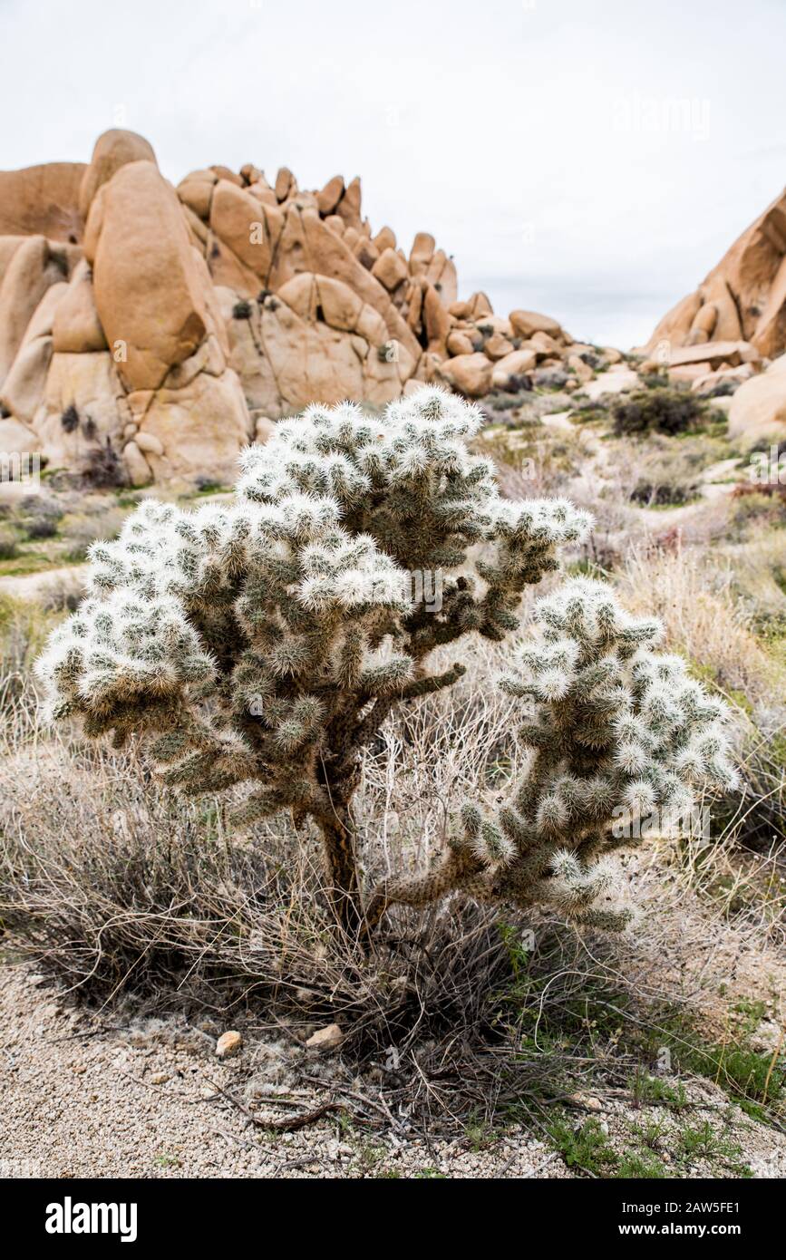 Cactus tree by weeds catching light under boulder mounds behind Stock ...