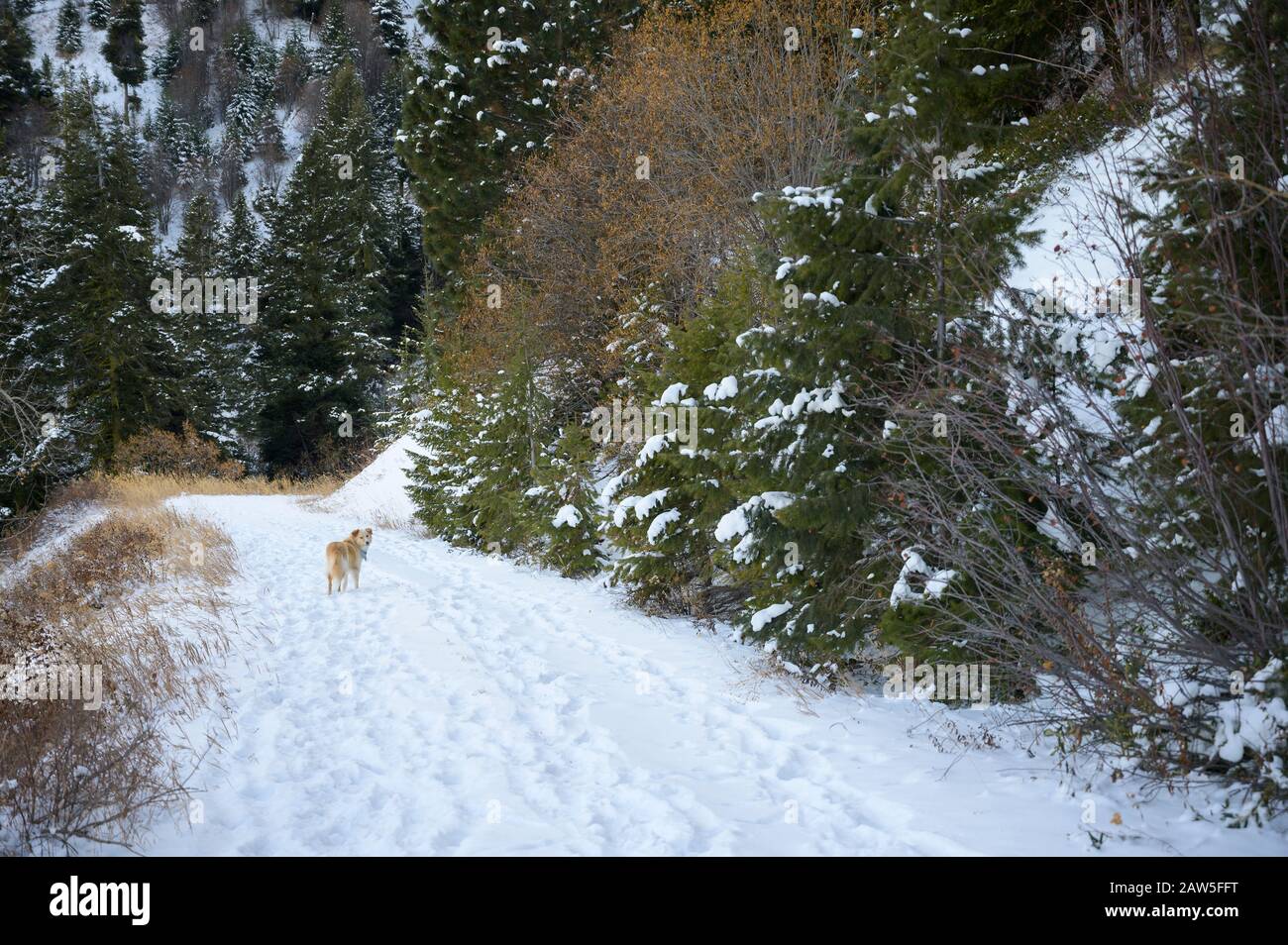 Dog Walking On Snow Covered Road Looking Back At Camera Stock Photo - Alamy