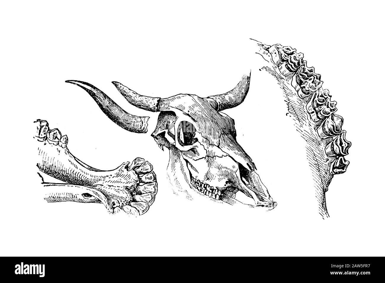 Ox skull hi-res stock photography and images - Alamy