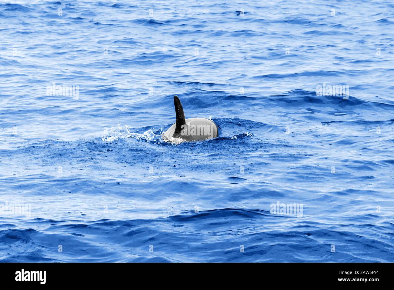 Fin and back of a swimming dolphin in the ocean Stock Photo - Alamy
