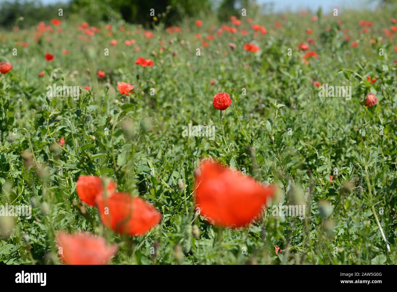 Papaver rhoeas common names include corn poppy, corn rose, field poppy ...