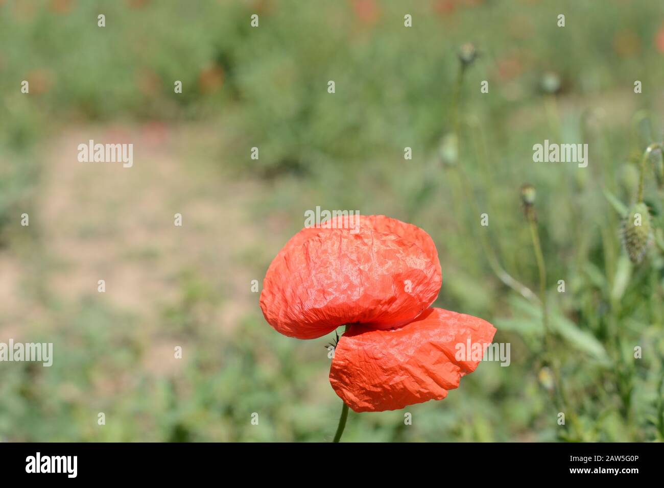 Papaver rhoeas common names include corn poppy, corn rose, field poppy ...