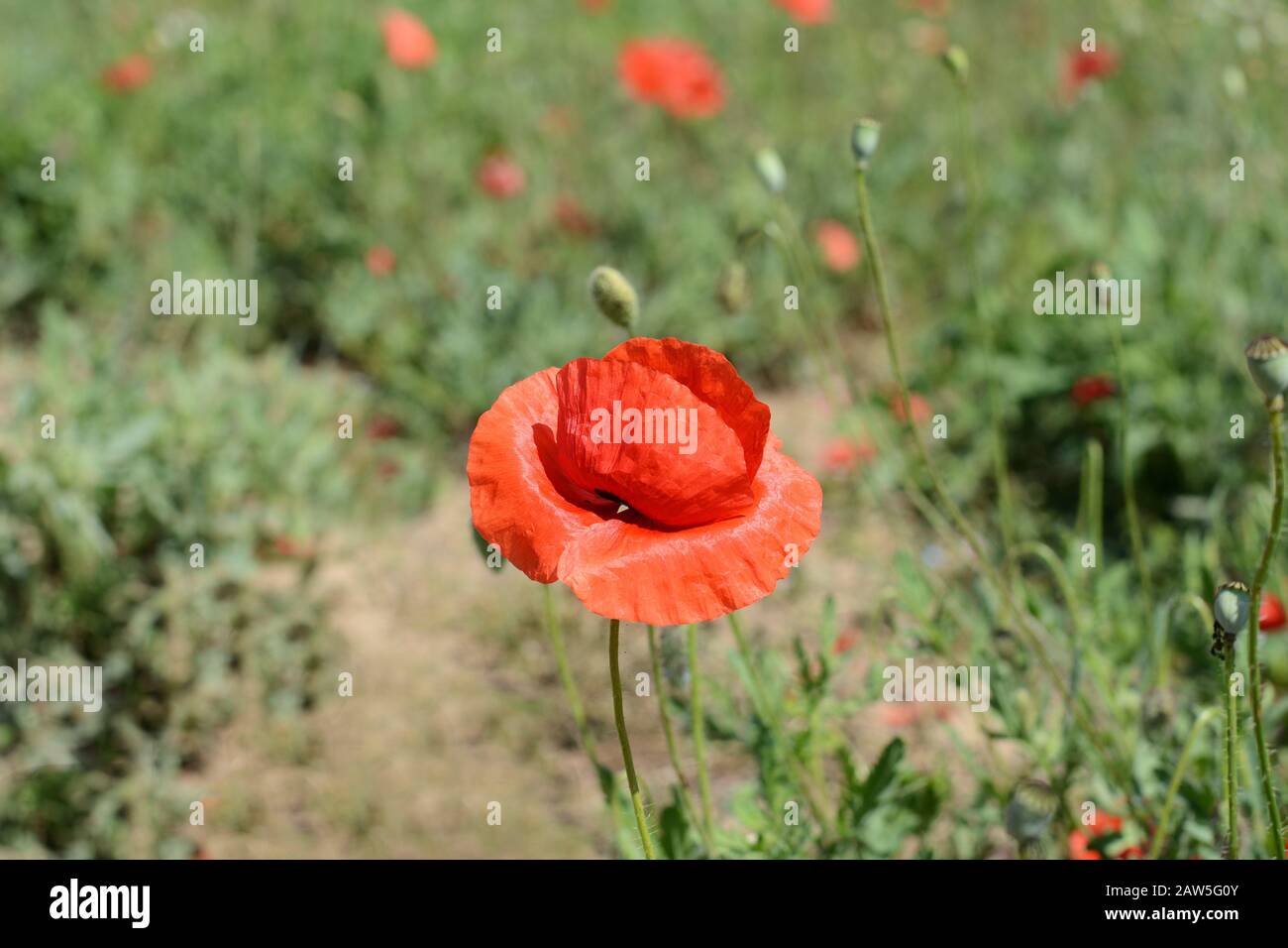 Papaver rhoeas common names include corn poppy, corn rose, field poppy ...