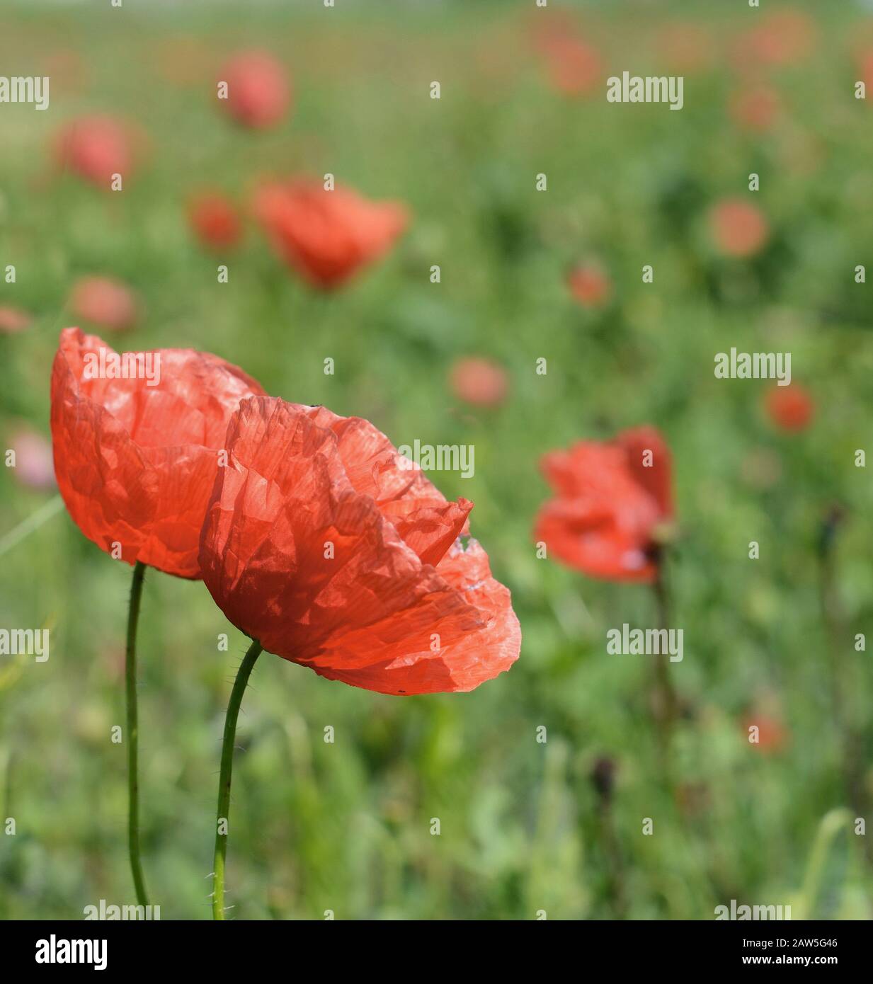 Papaver rhoeas common names include corn poppy, corn rose, field poppy ...