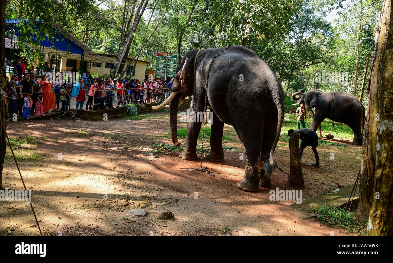 Kottoor elephant rehabilitation centre hi-res stock photography and ...