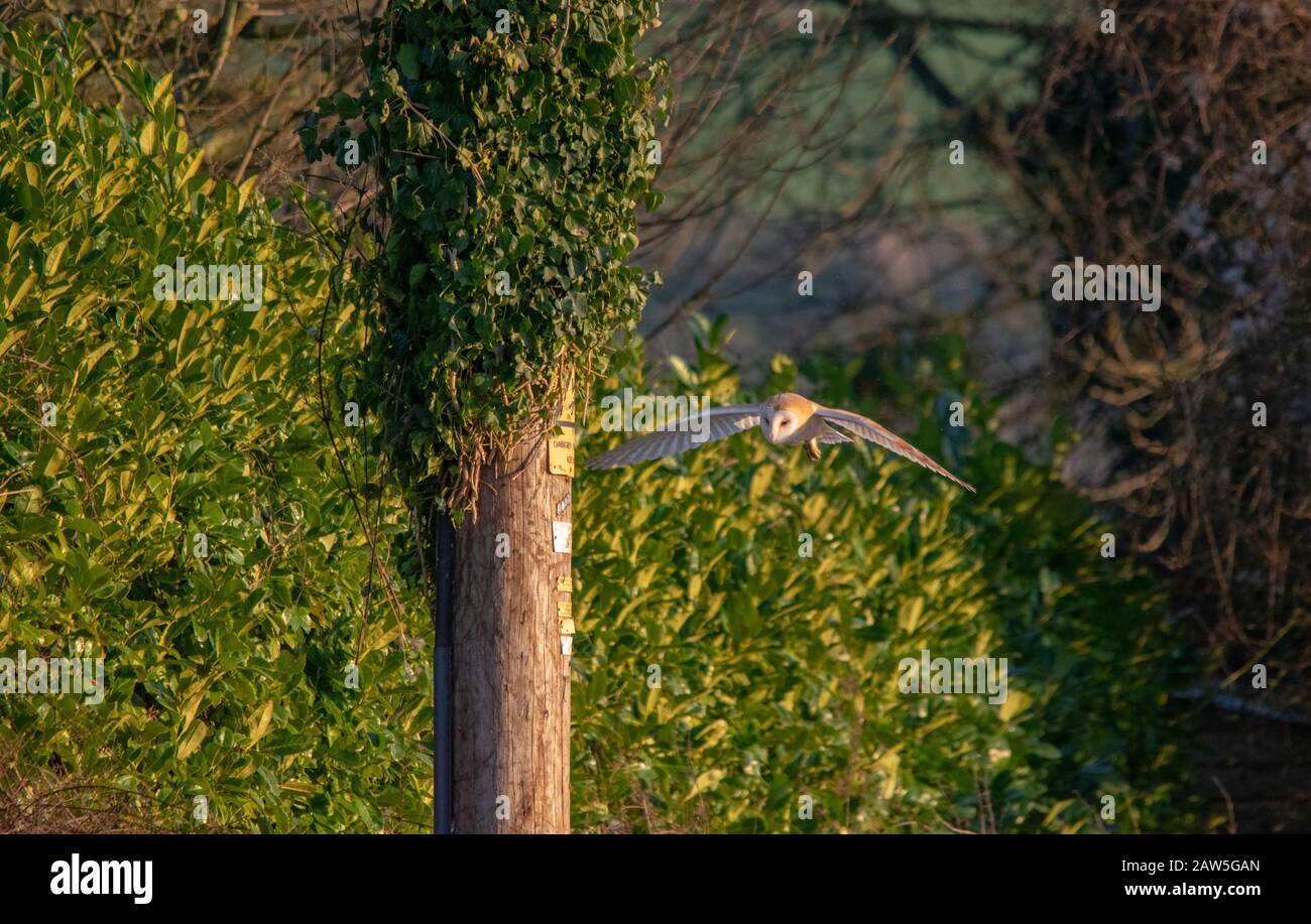 Barn owl golden hour hi-res stock photography and images - Alamy