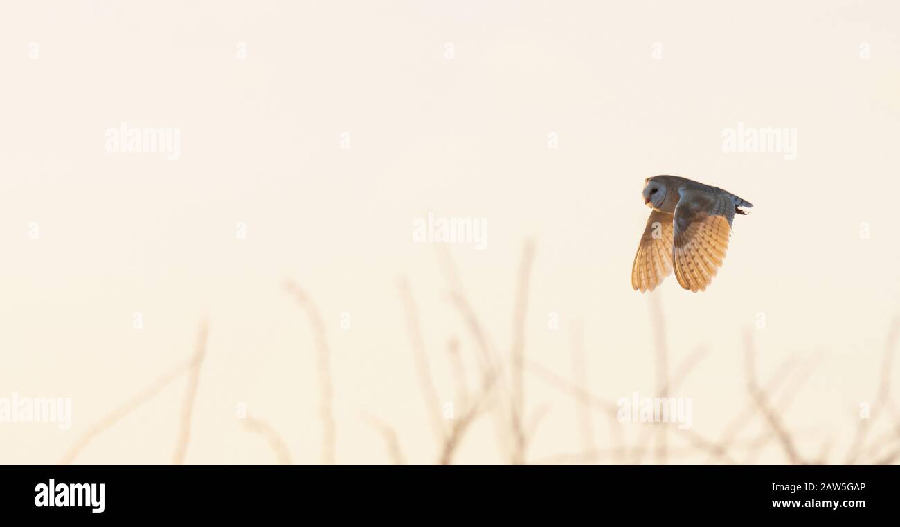 Golden hour owl hi-res stock photography and images - Alamy
