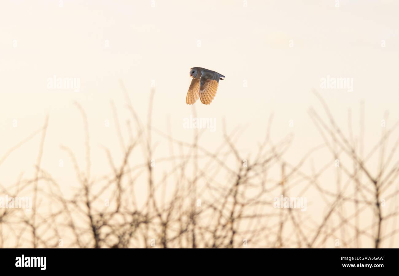 Barn owl golden hour hi-res stock photography and images - Alamy