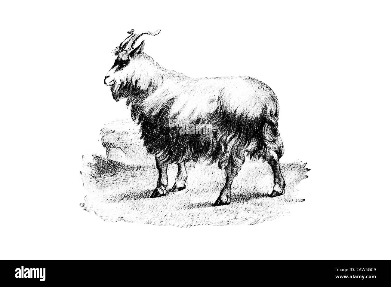 Goat - Vintage Engraved Illustration 1889 Stock Photo - Alamy