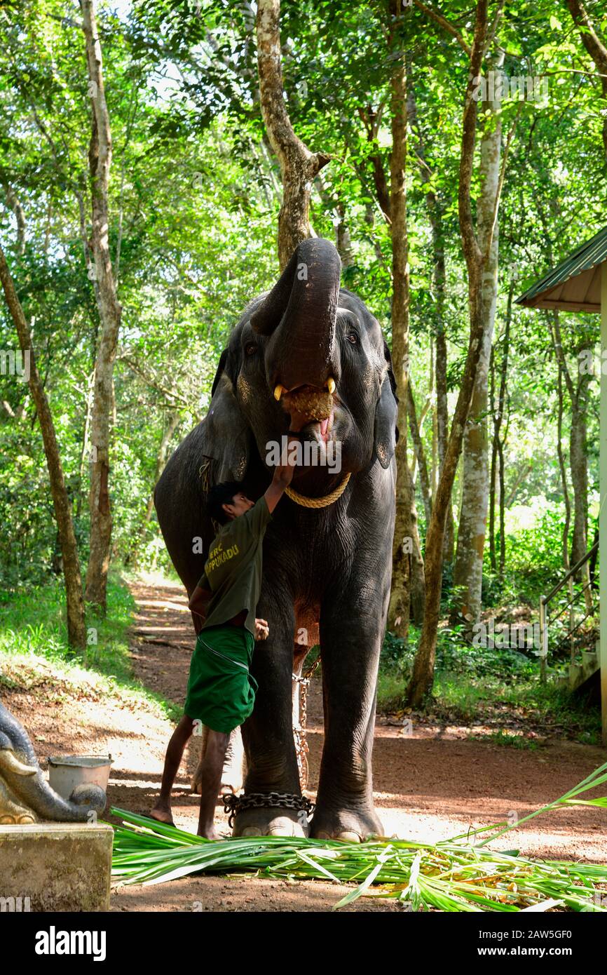 Kottoor elephant rehabilitation centre hi-res stock photography and ...
