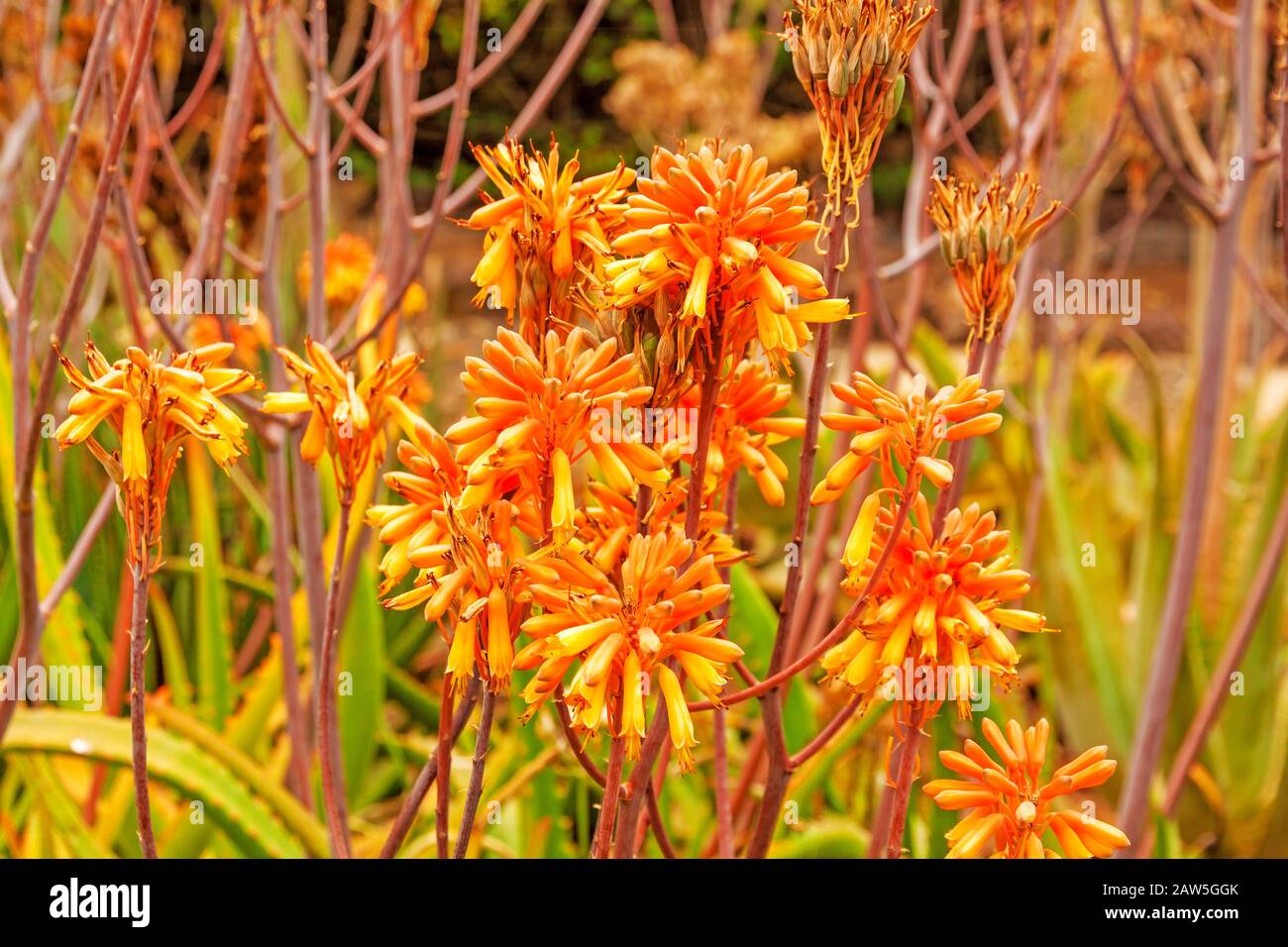 Colorful cactus blossom - vibrant colors, red and yellow Stock Photo ...