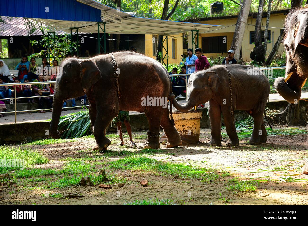 The Elephant Rehabilitation Centre is a care and cure home for ...