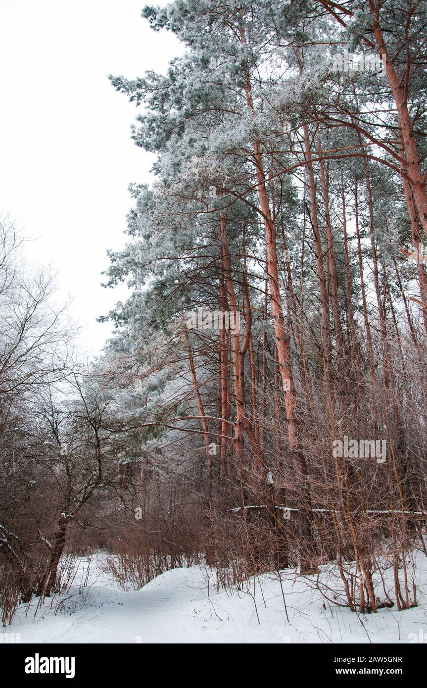 tall snowy pine tree in the winter forest by the road, Ukraine Stock ...
