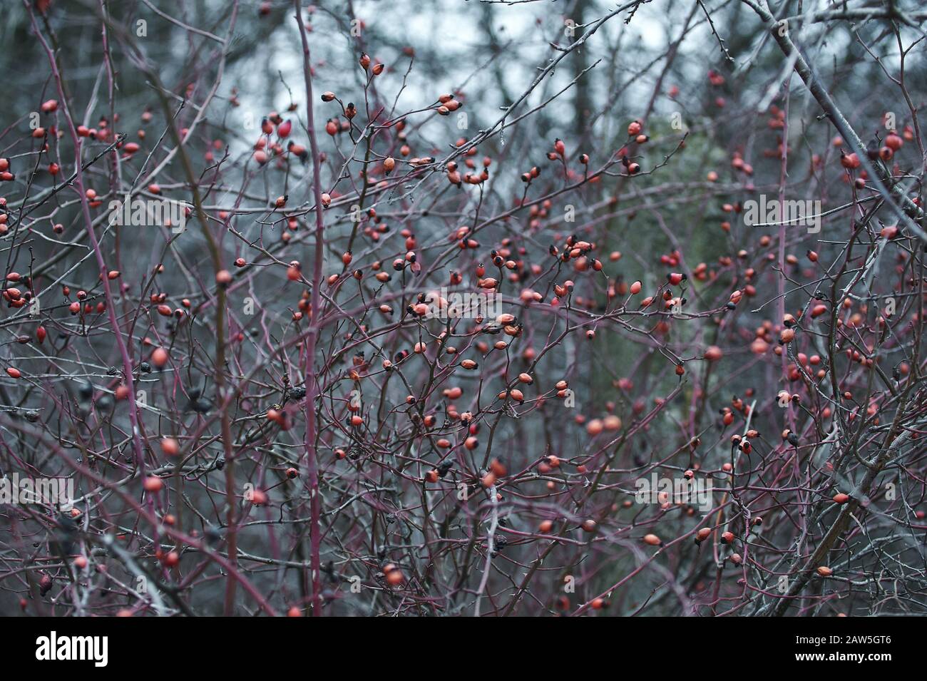 rosehip bush without leaves in the cold, winter Stock Photo - Alamy