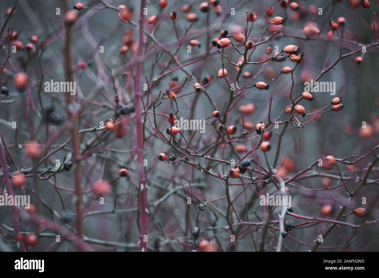 rosehip bush without leaves in the cold, winter Stock Photo - Alamy