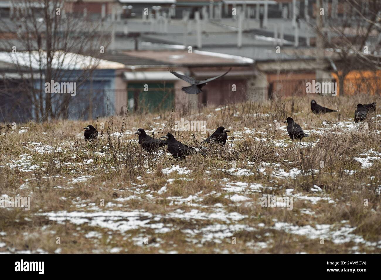 Ravens bird scavenging hi-res stock photography and images - Alamy