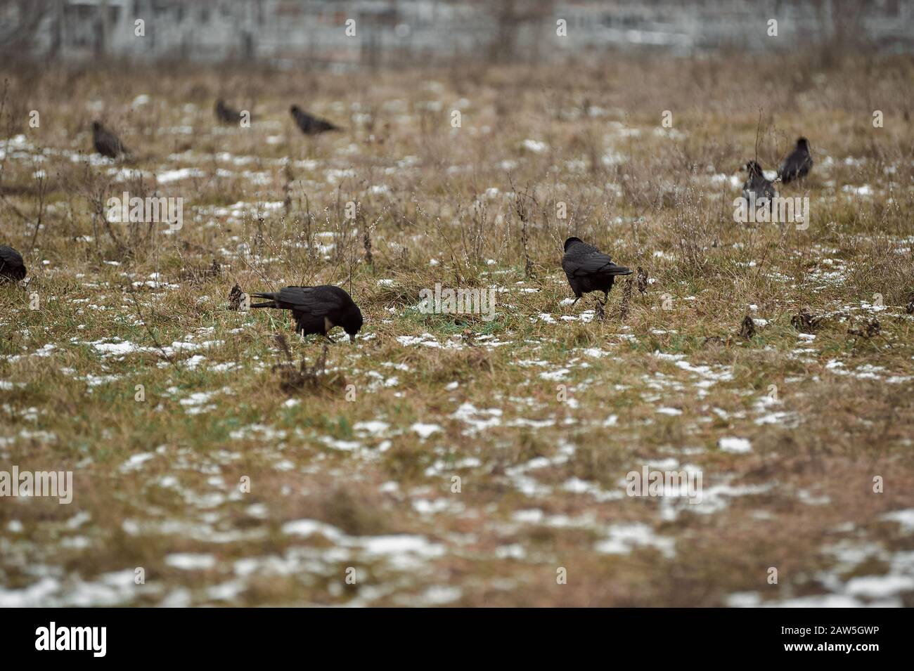Ravens bird scavenging hi-res stock photography and images - Alamy